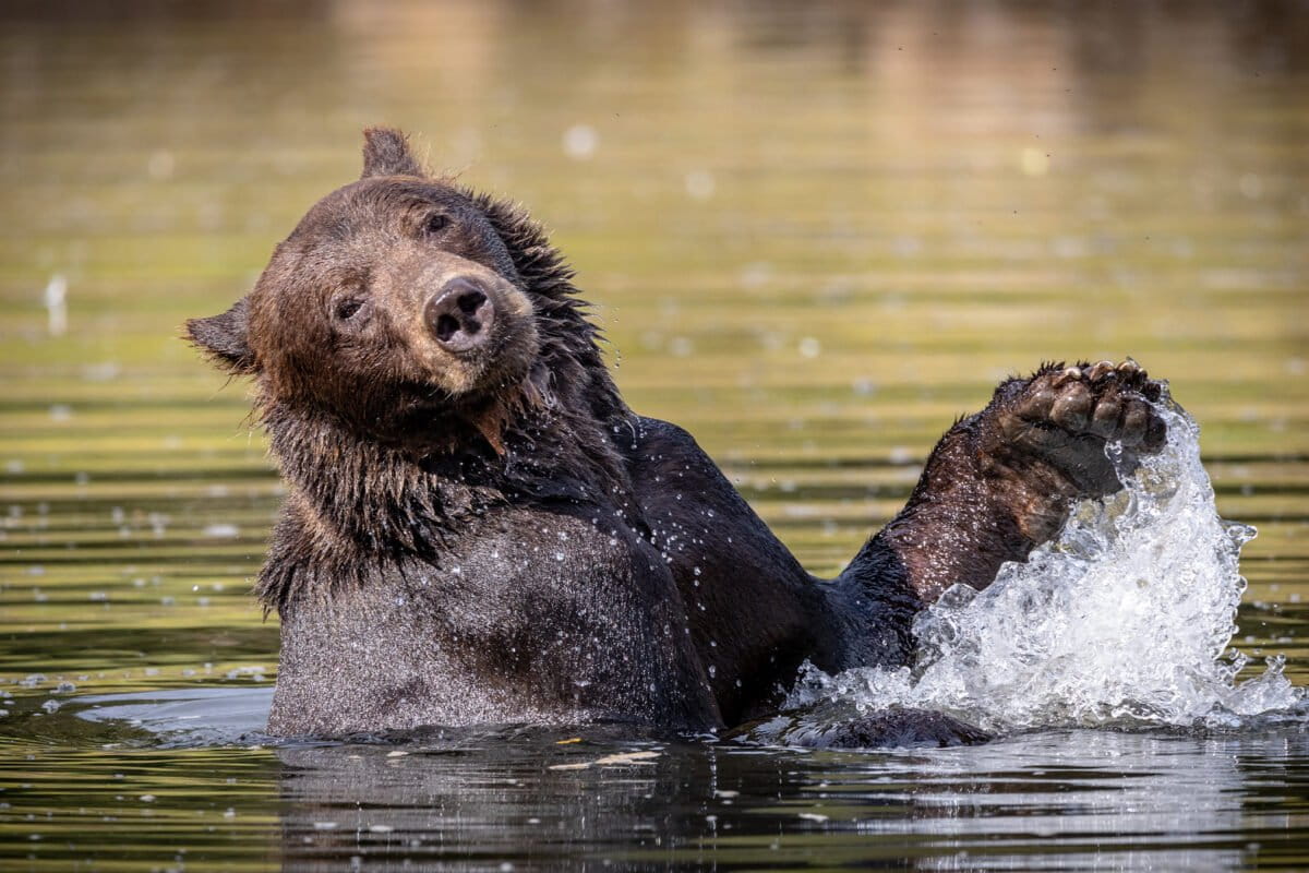 Conservation must acknowledge animal sentience (commentary) - South ...