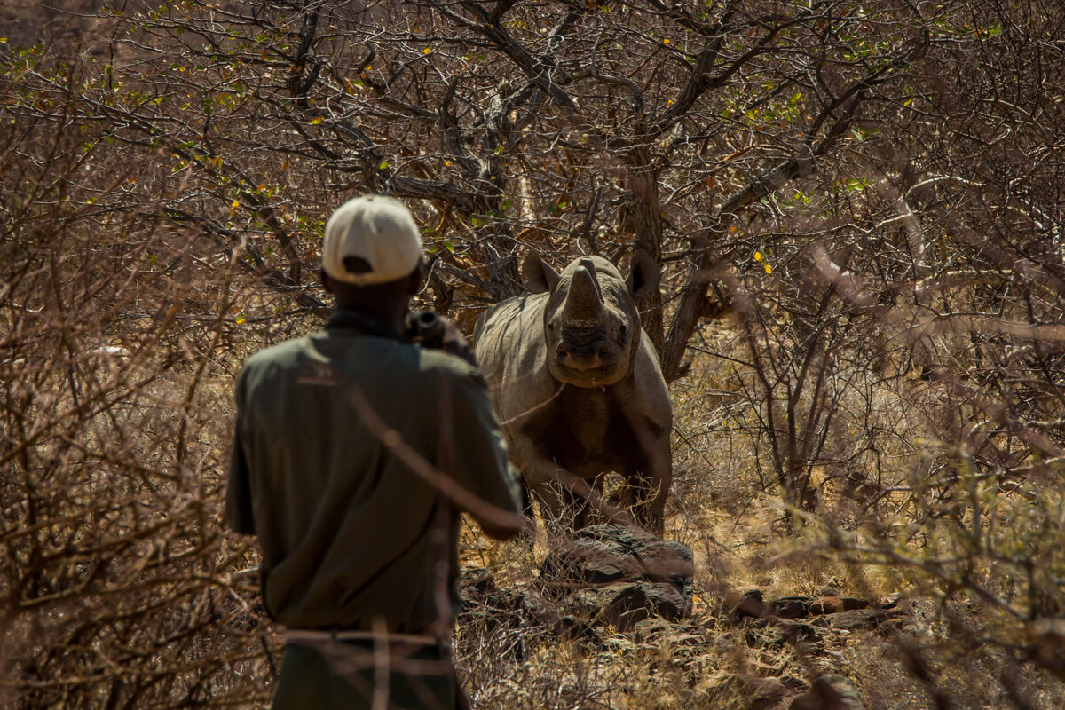 Namibian community protects its rhinos from poaching but could lose ...