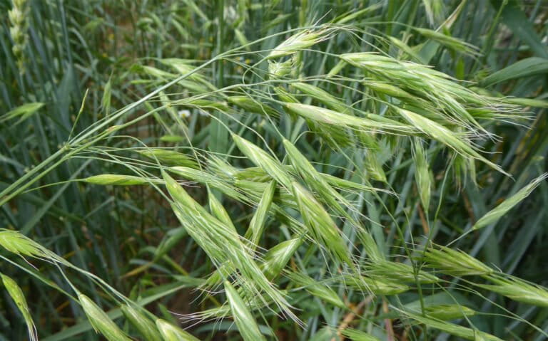 Last chance: Study highlights perilous state of ‘extinct in the wild ...