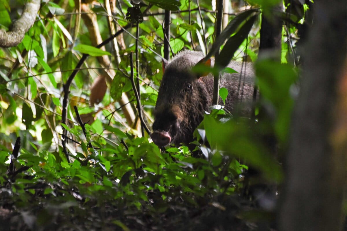 Bearded pigs a 'cultural keystone species' for Borneo's Indigenous ...