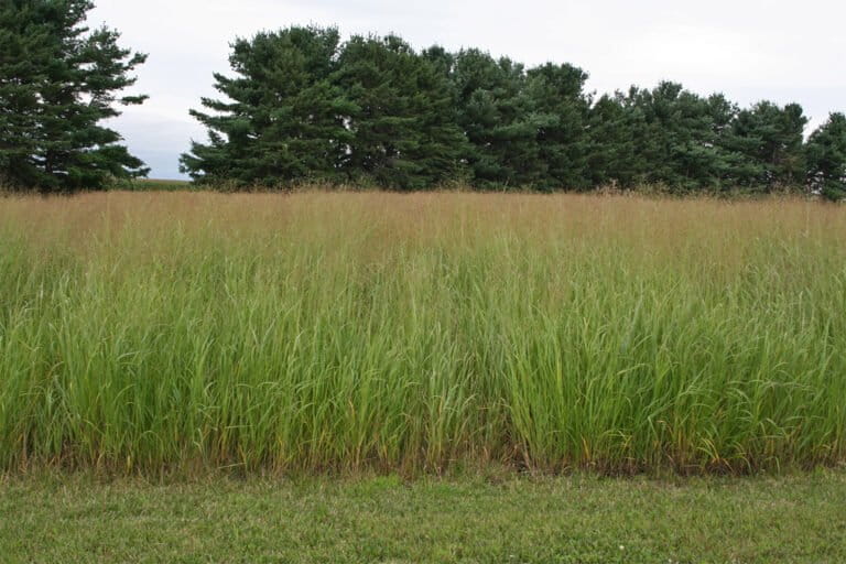 A liquid biofuels primer: Carbon-cutting hopes vs. real-world impacts