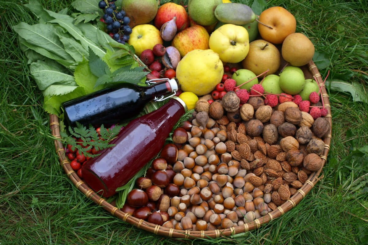 For Dutch farming crisis, agroforestry offers solutions: Q&A with ...