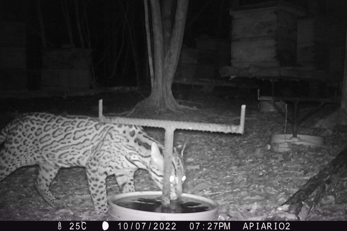In Calakmul, water troughs offer possible solution to human-wildlife ...