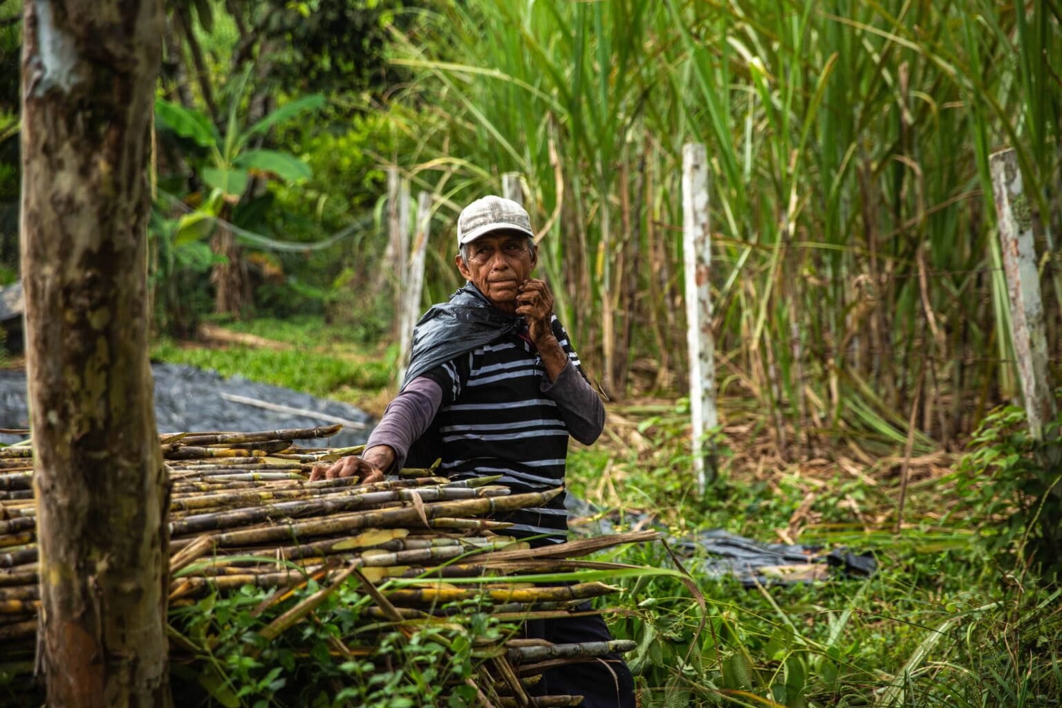 Plan to mine ‘clean energy’ metals in Colombian Amazon splits communities