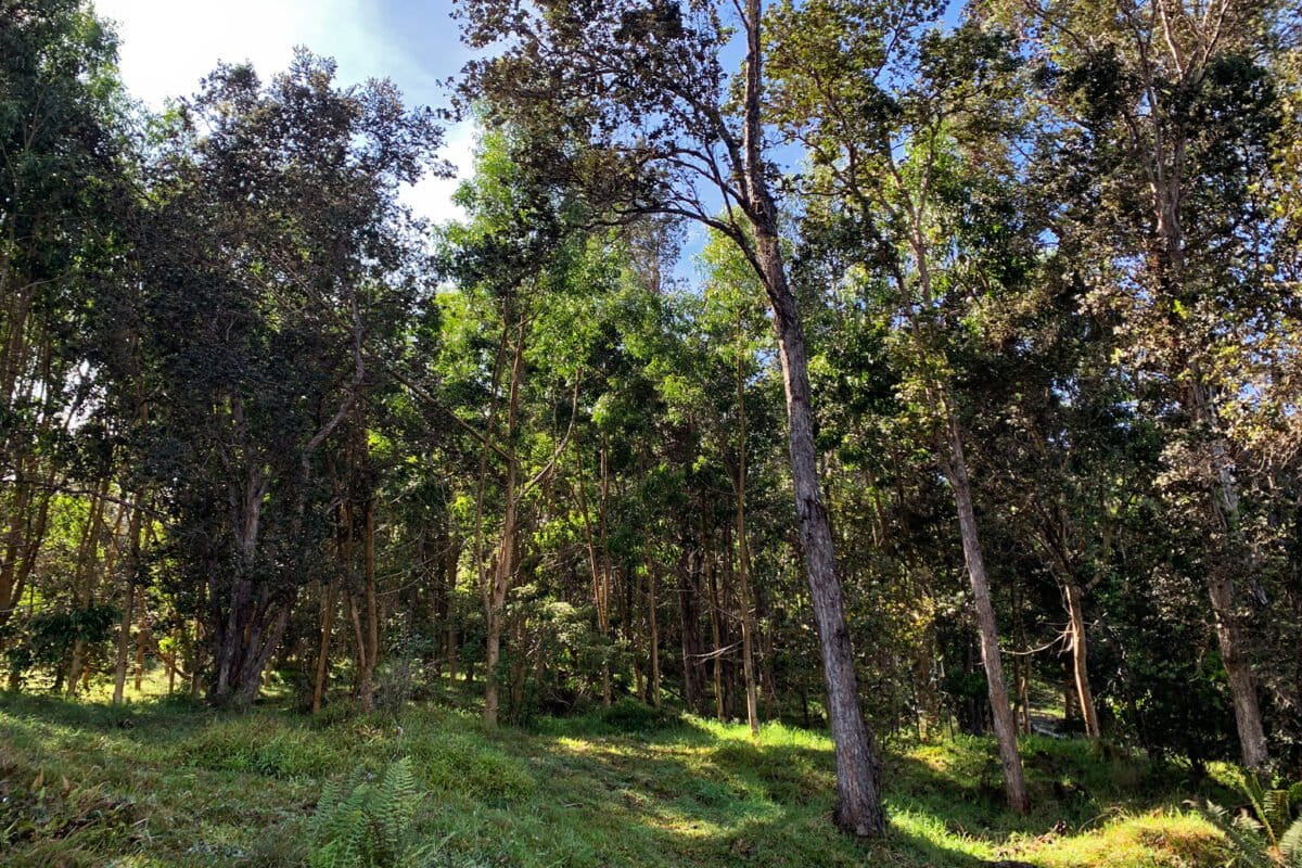 From ukuleles to reforestation: Regrowing a tropical forest in Hawai‘i
