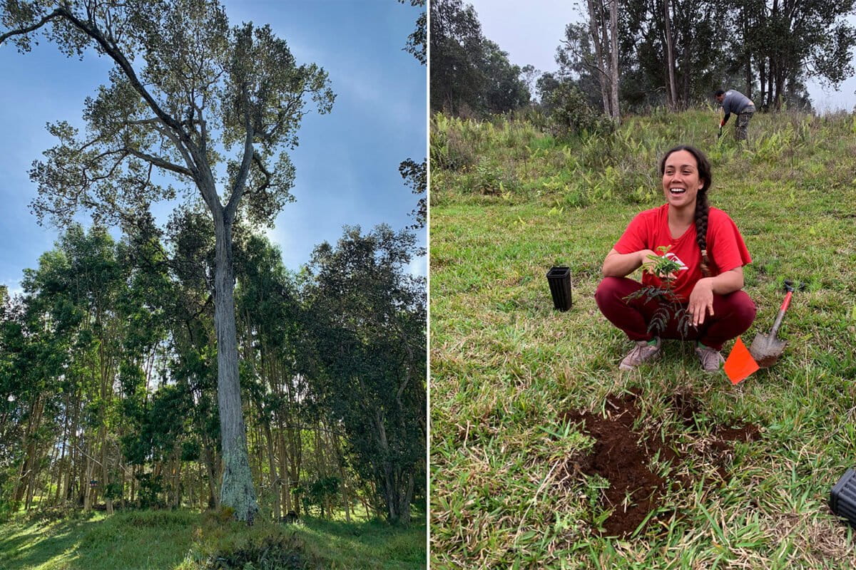 From ukuleles to reforestation: Regrowing a tropical forest in Hawai‘i