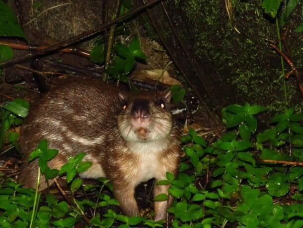 Mountain islands: Restoring a transitional cloud forest in Costa Rica