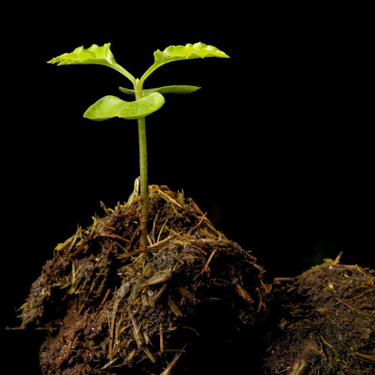 Rewilding animals could be key for climate: Report