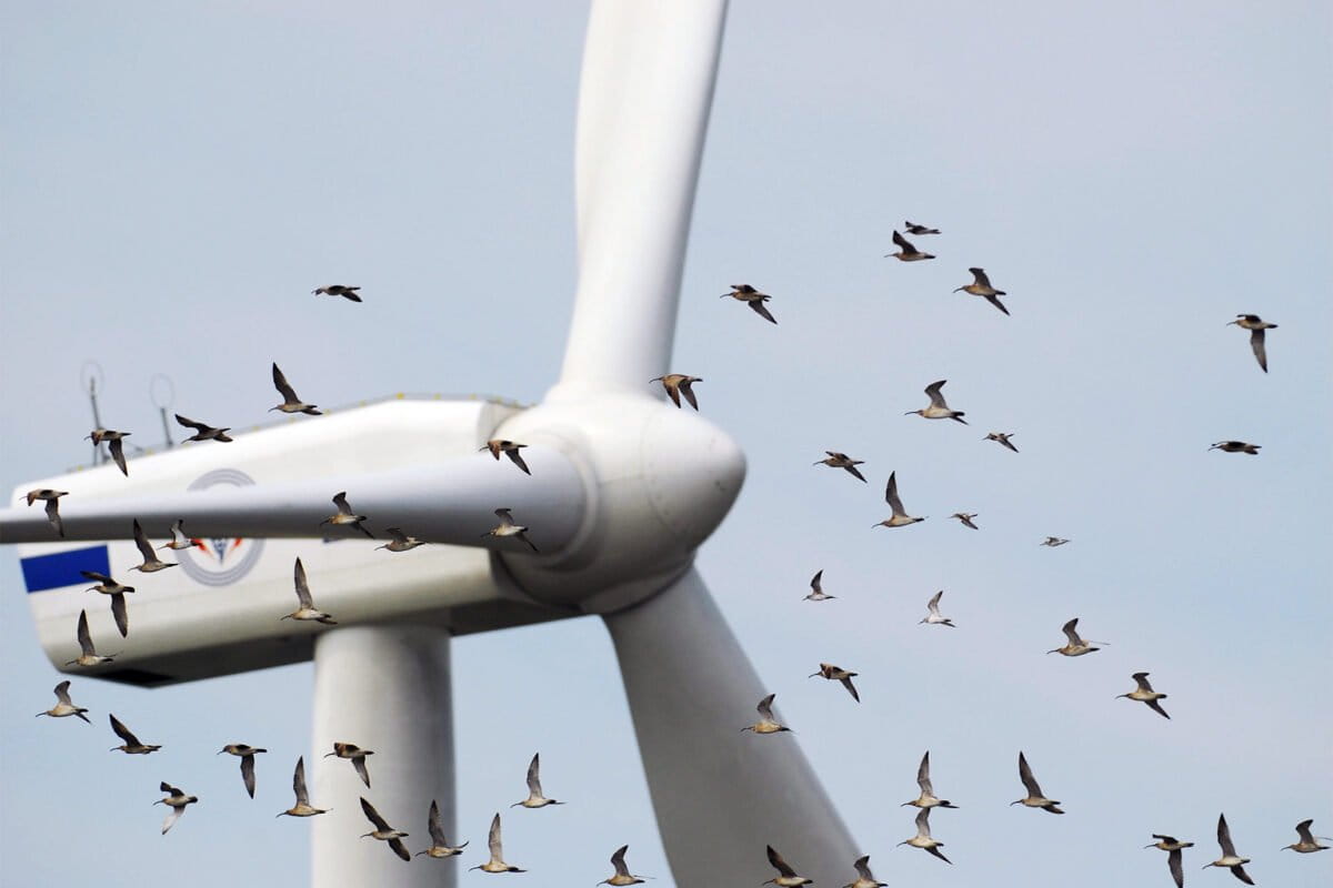 What’s black and white and spins? Wind turbines that don’t kill birds