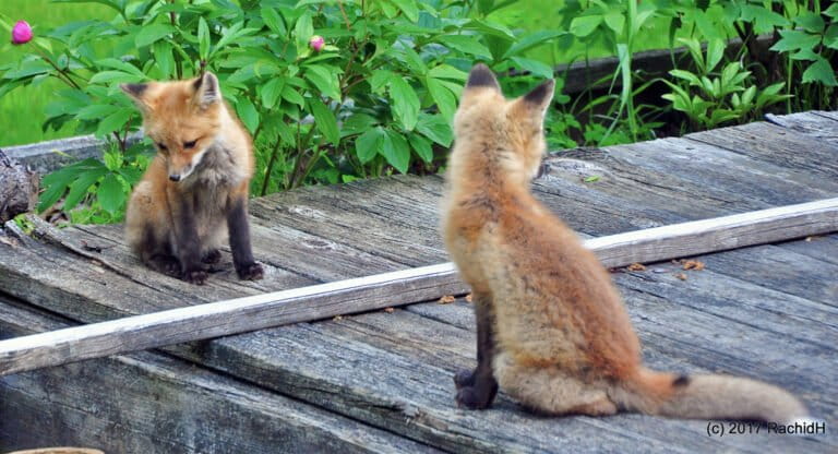 Bioacoustics in your backyard: Q&A with conservation technologist ...