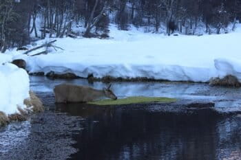 National corridor project aims to save Chile’s endangered huemul deer