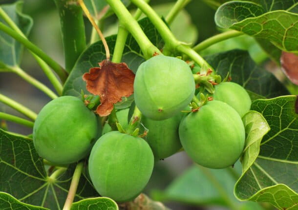 Jatropha: The biofuel that bombed seeks a path to redemption