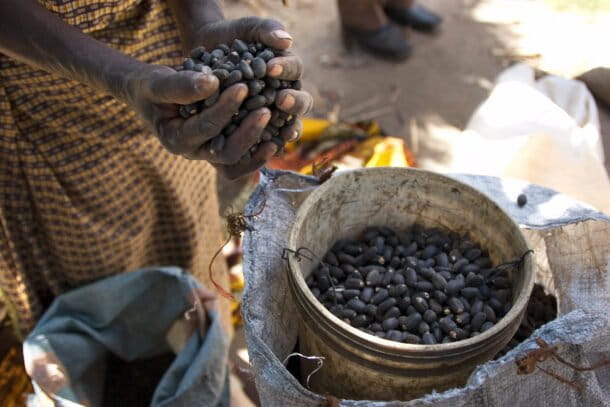 Jatropha: The biofuel that bombed seeks a path to redemption