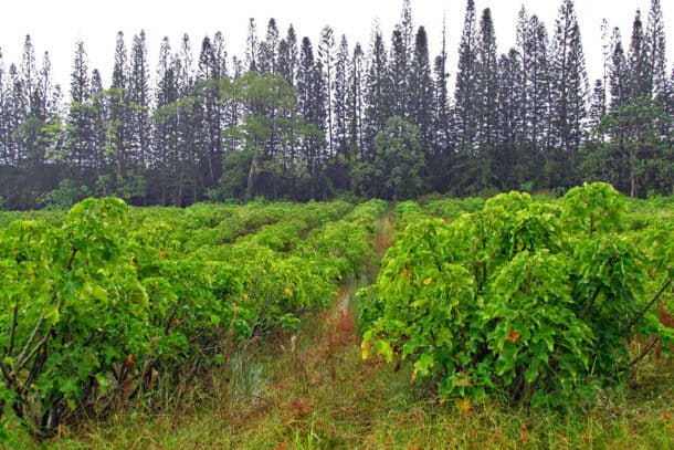 Jatropha: The biofuel that bombed seeks a path to redemption