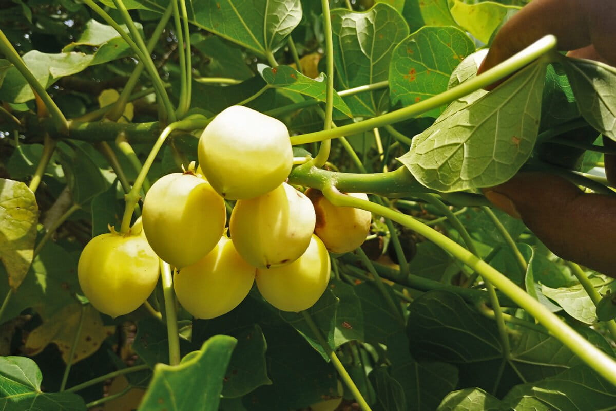Jatropha: The biofuel that bombed seeks a path to redemption