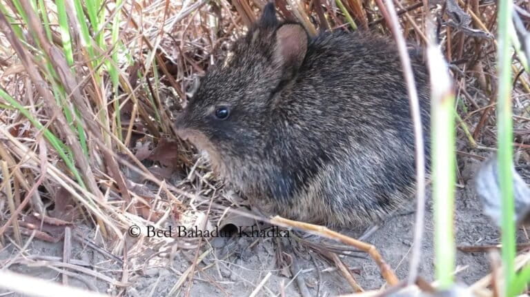 Rare hispid hares feel the heat from Nepal’s tiger conservation measures