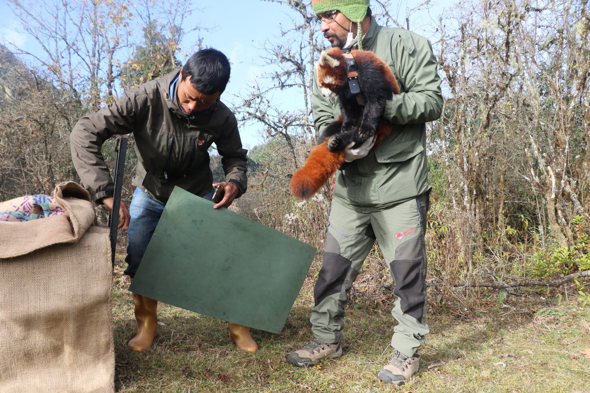 Roads, human activity take a toll on red pandas: Q&A with researcher ...