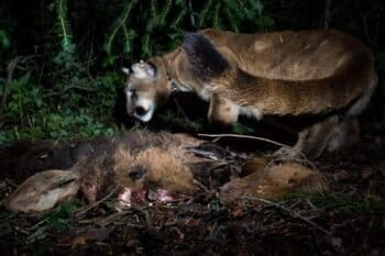 Pumas create nutrient-rich 'kill gardens' to attract prey: Study