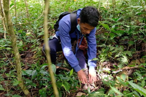 Philippine tribe boosts livelihoods and conservation with civet poop coffee