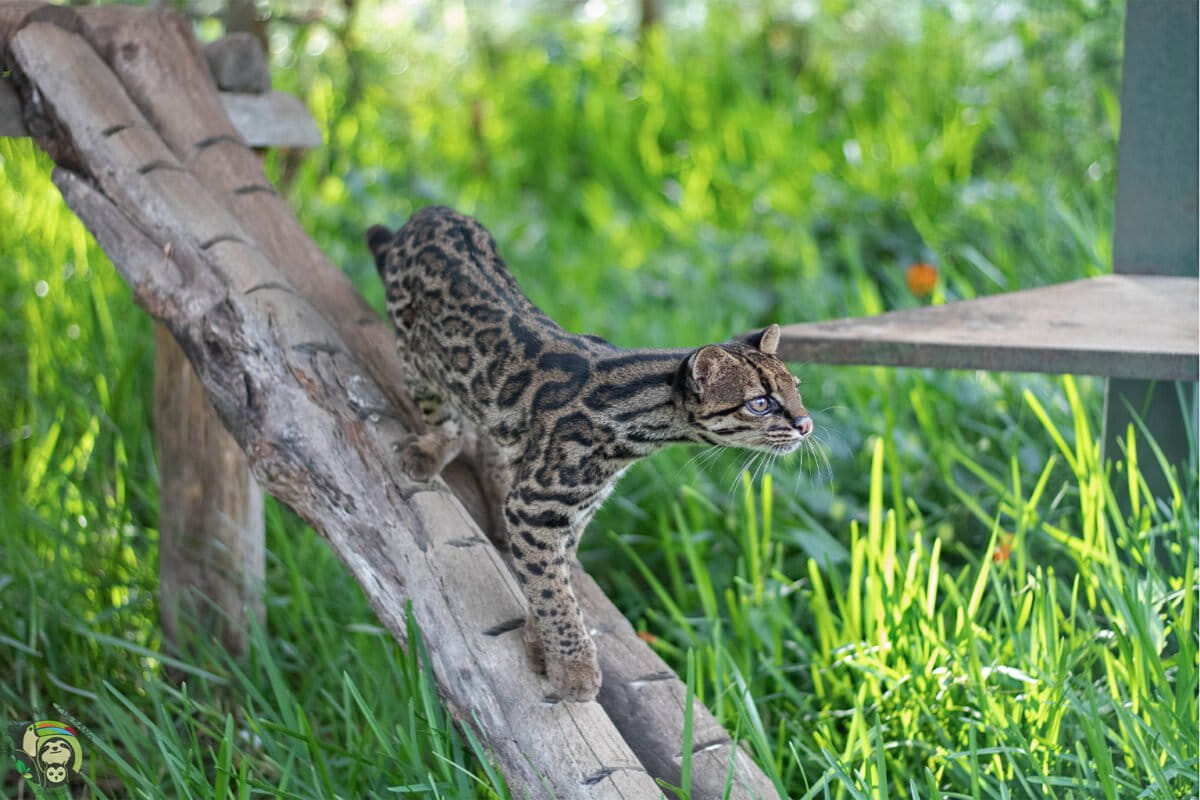 Small cats face big threats: Reasons to save these elusive endangered ...