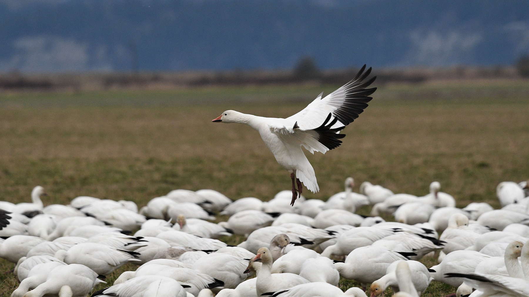 Feathered forecast: Tech tools comb weather data for bird migrations
