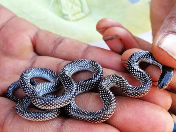 Scientists make ‘rare’ new identification of snake family: Micrelapidae