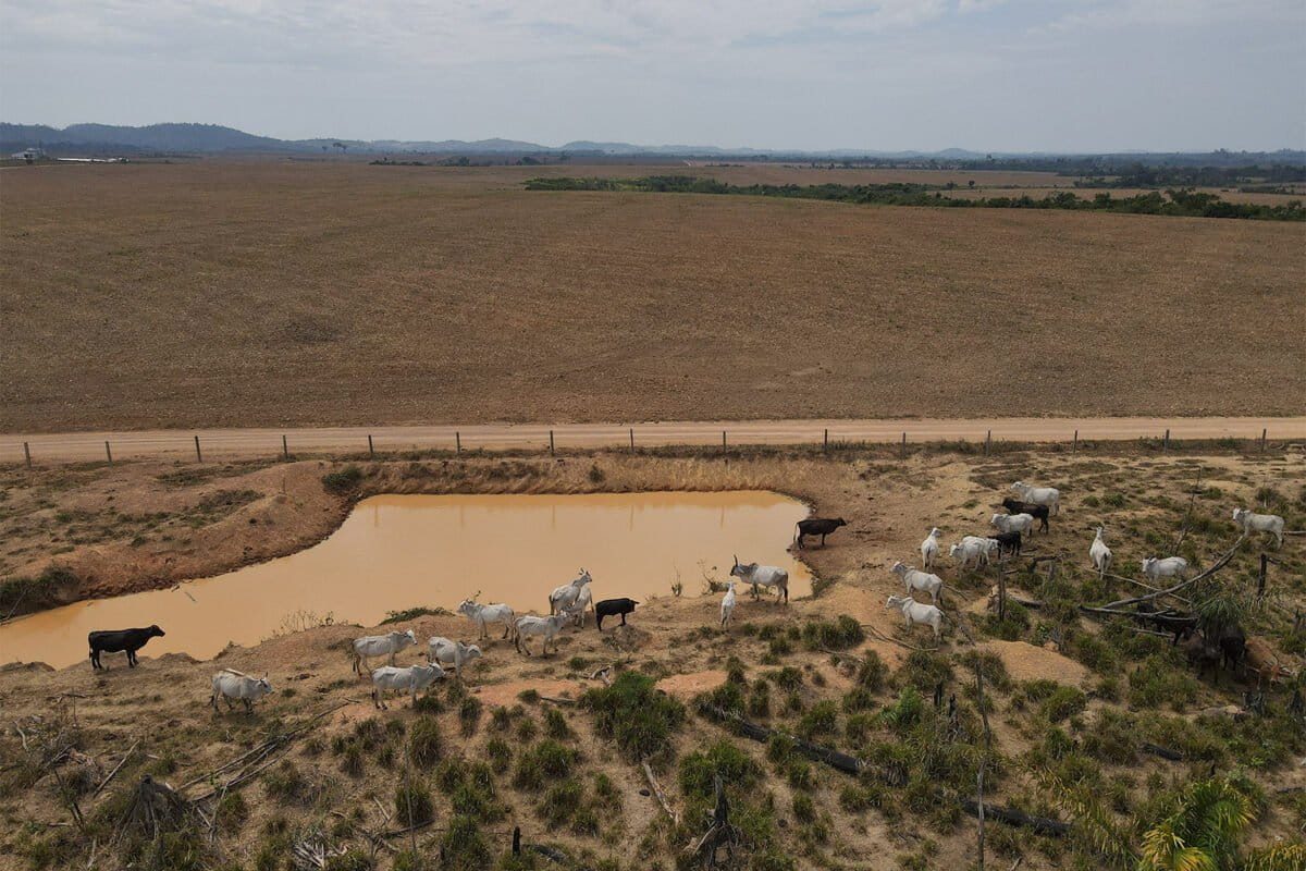 Professional services abound for Amazon land grabbers seeking legitimacy