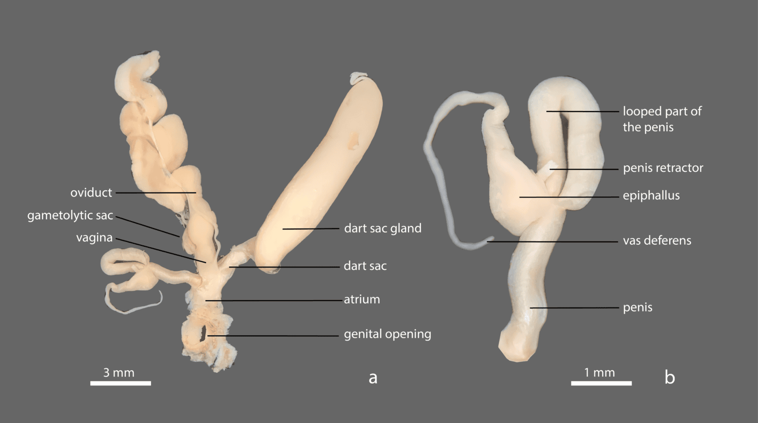 New ‘snug,’ a snail with a too-small shell, described from Brunei ...