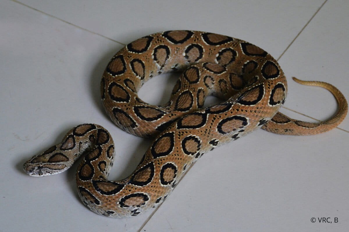 Resurgence of deadly Russell’s viper prompts Bangladesh to develop ...