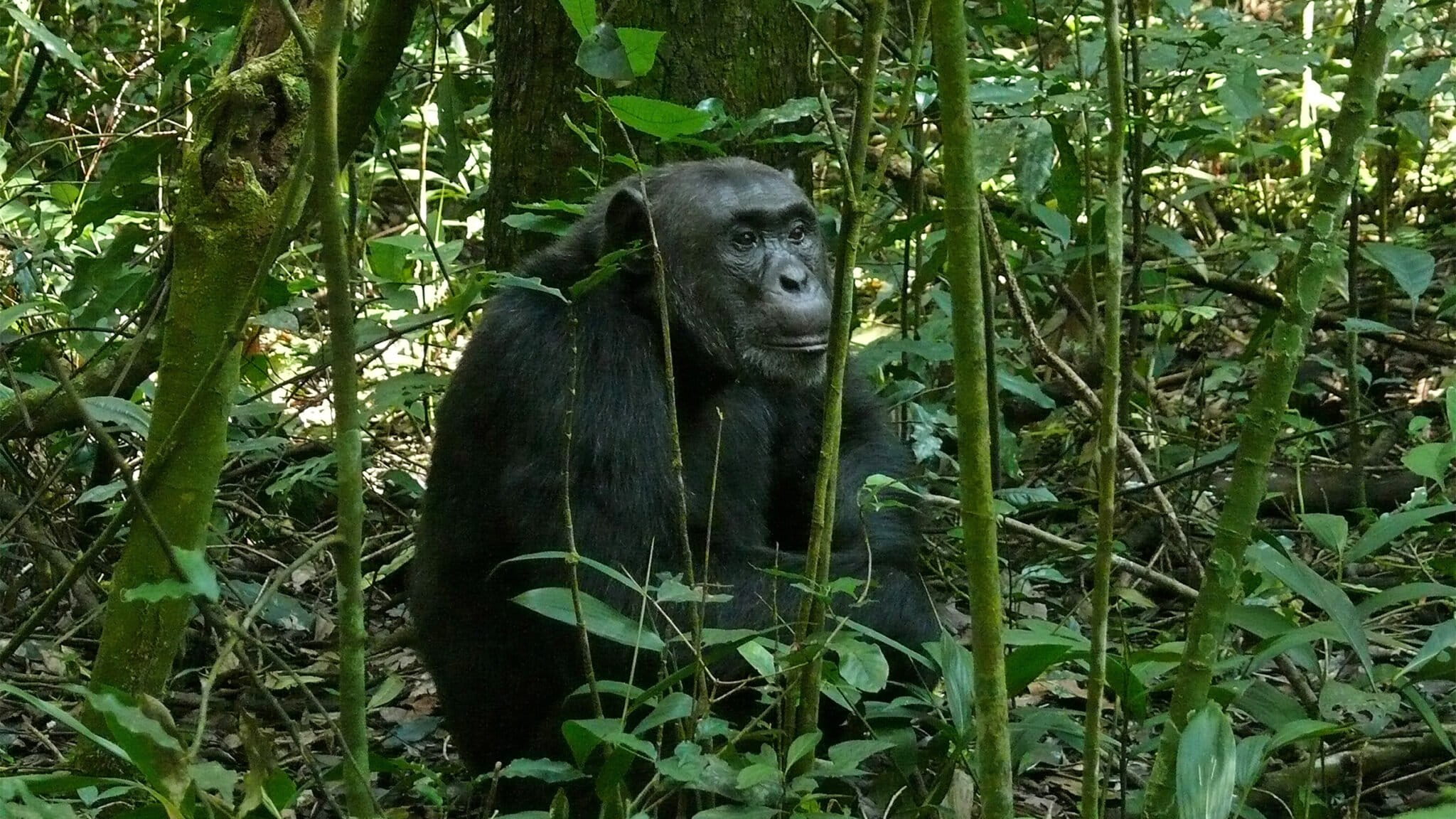 When a chimp community lost its males, it also lost part of its love ...