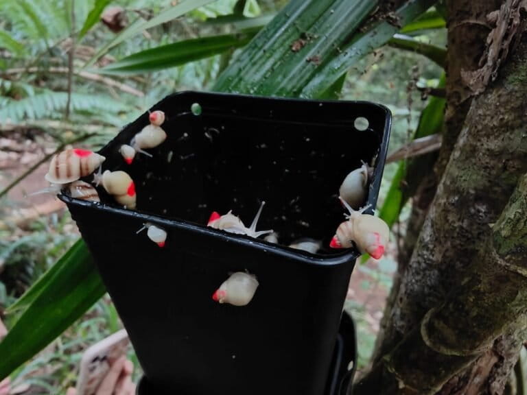 ‘Extinct’ snails return to Tahiti in largest wildlife reintroduction ever