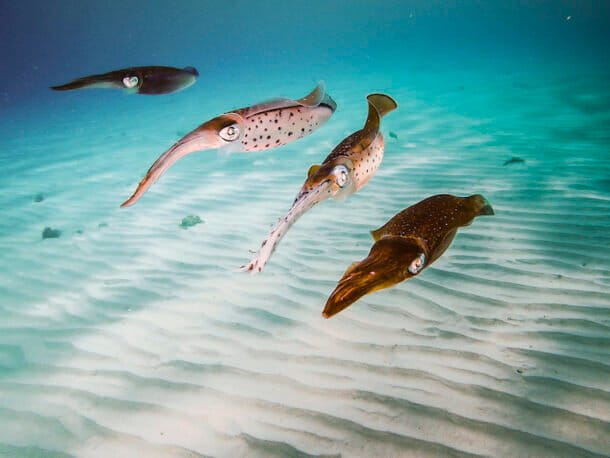 Global Ocean Census aims to find 100,000 marine species in 10 years ...