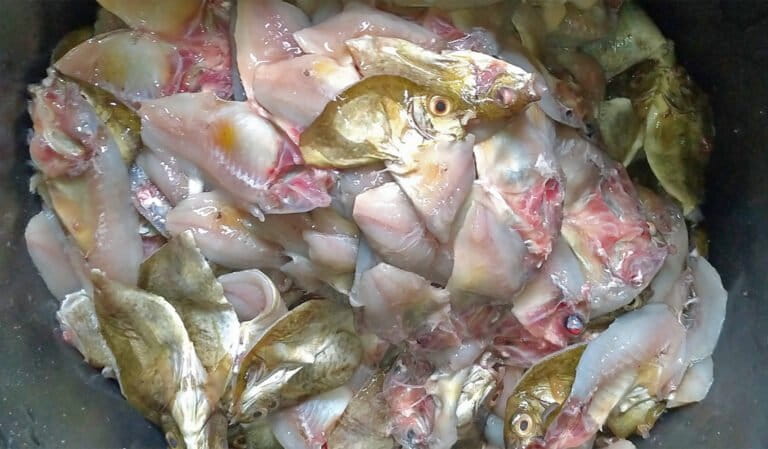 A Philippine town and its leaders show how mangrove restoration can succeed