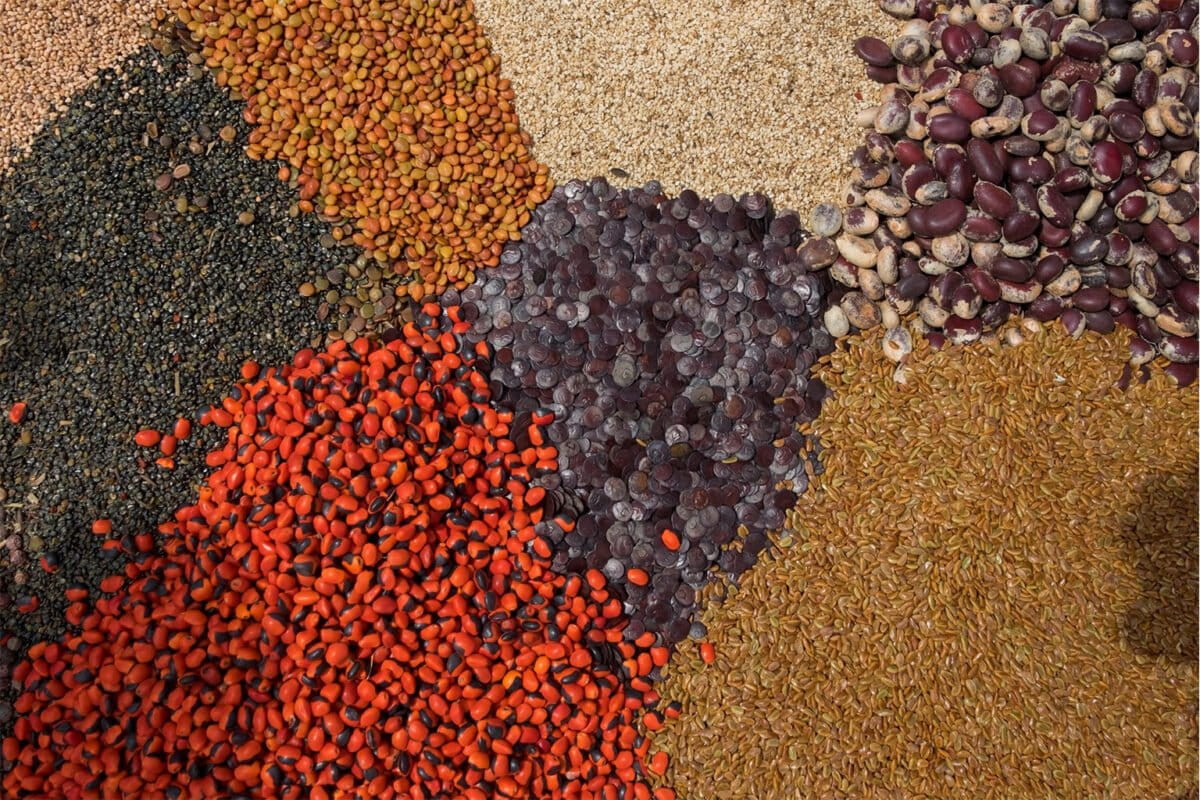 Indigenous land rights key to curbing deforestation and restoring lands ...