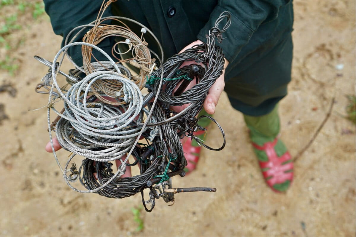 Snares don’t discriminate: A problem for wild cats, both big and small