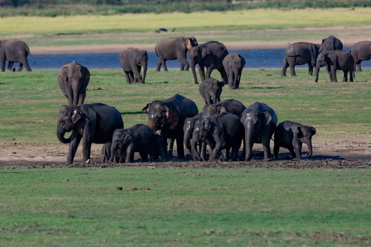 One elephant a day: Sri Lanka wildlife conflict deepens as death toll rises