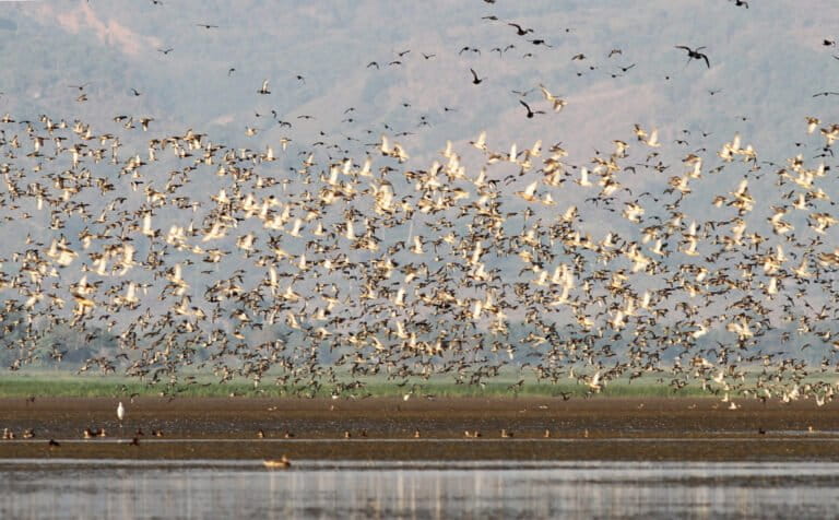 Fewer migratory birds stopping at key Bangladesh wetland amid human ...