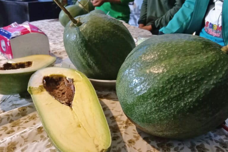 In Indonesia, clouds form over East Java's promising band of avocado ...
