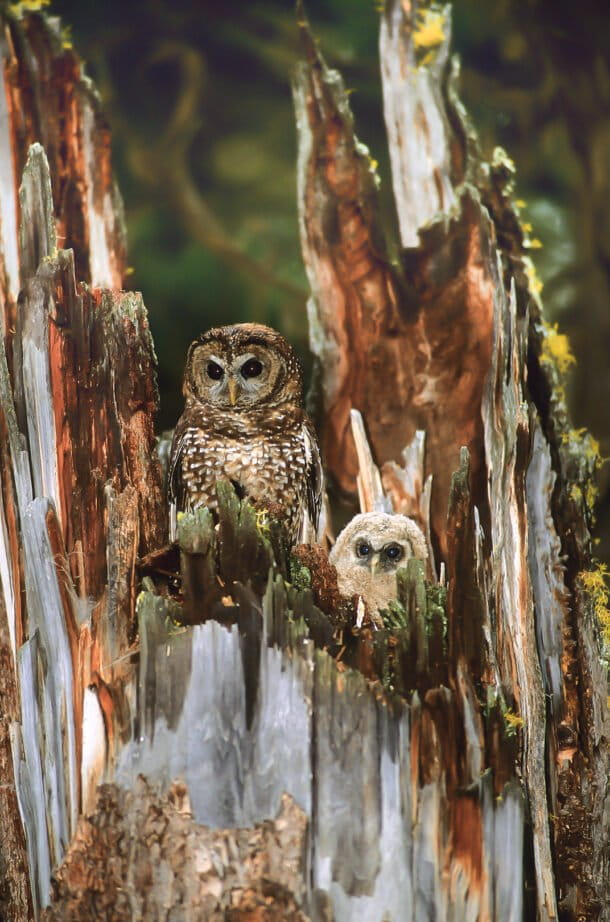 One left: British Columbia’s last chance on northern spotted owls