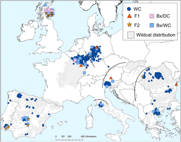 Mating game: Survival of some small wildcats at risk due to housecat ...