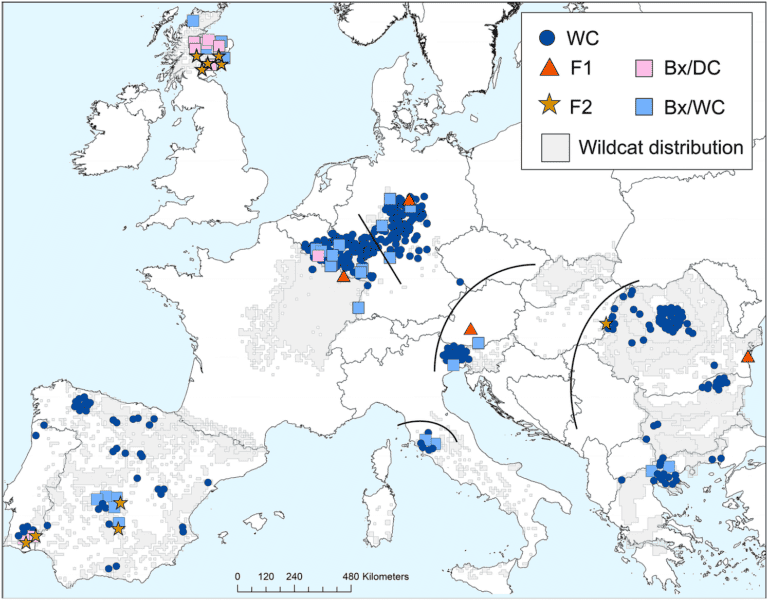 Mating game: Survival of some small wildcats at risk due to housecat ...