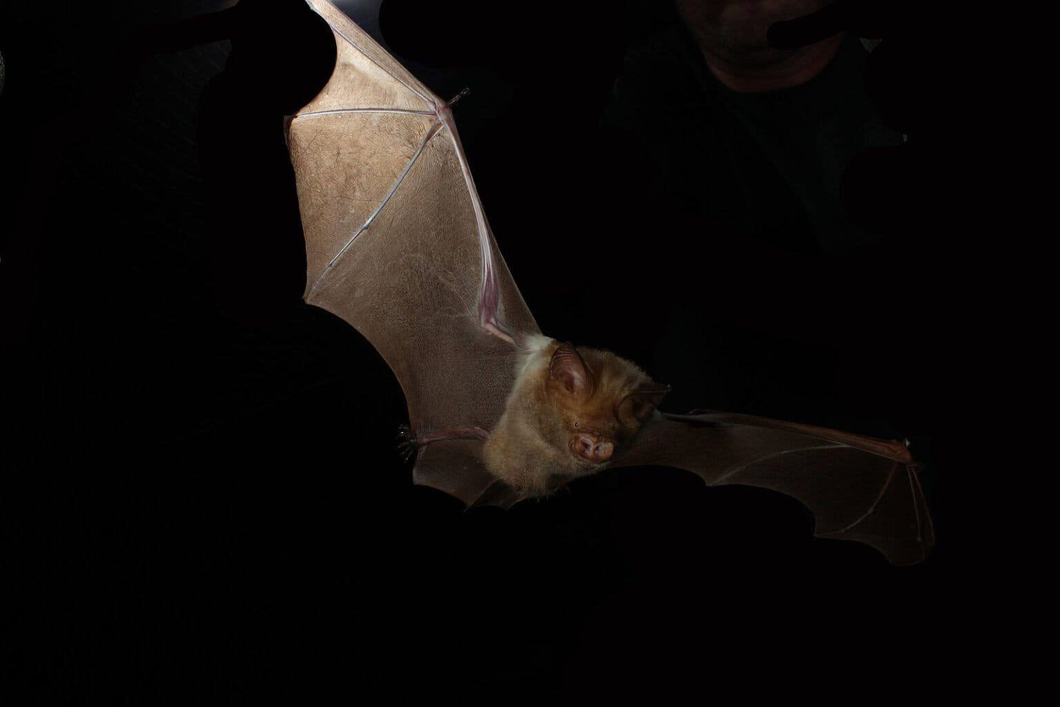 Flooding for hydropower dams hits forest-reliant bats hard, study shows