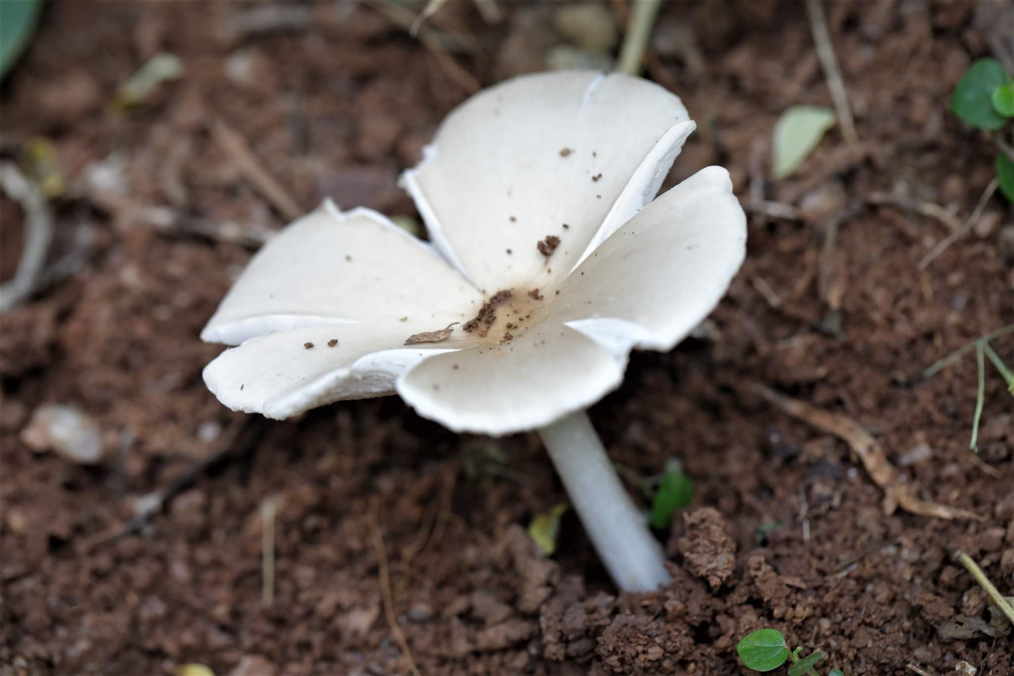 Sri Lanka researchers amp up mushroom studies and find new species ...