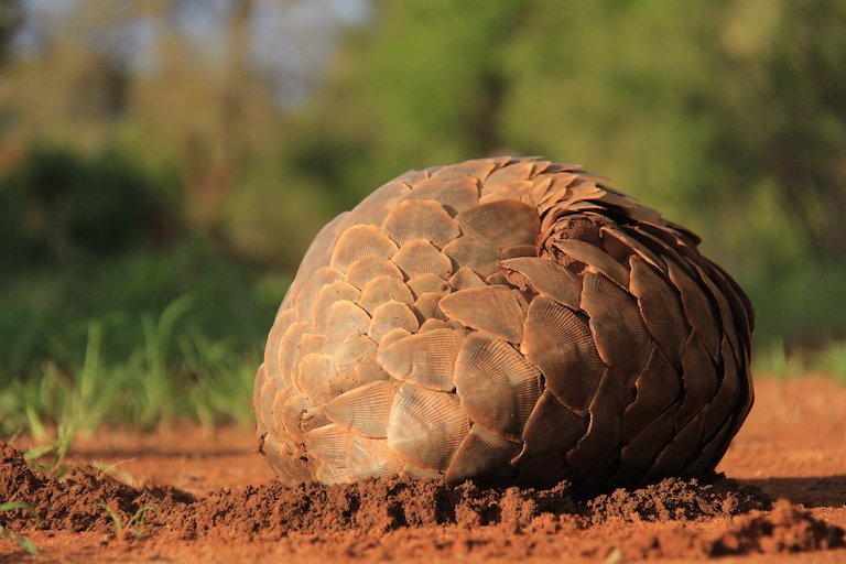 China's pangolin scale trade declines, study shows, but smuggling persists