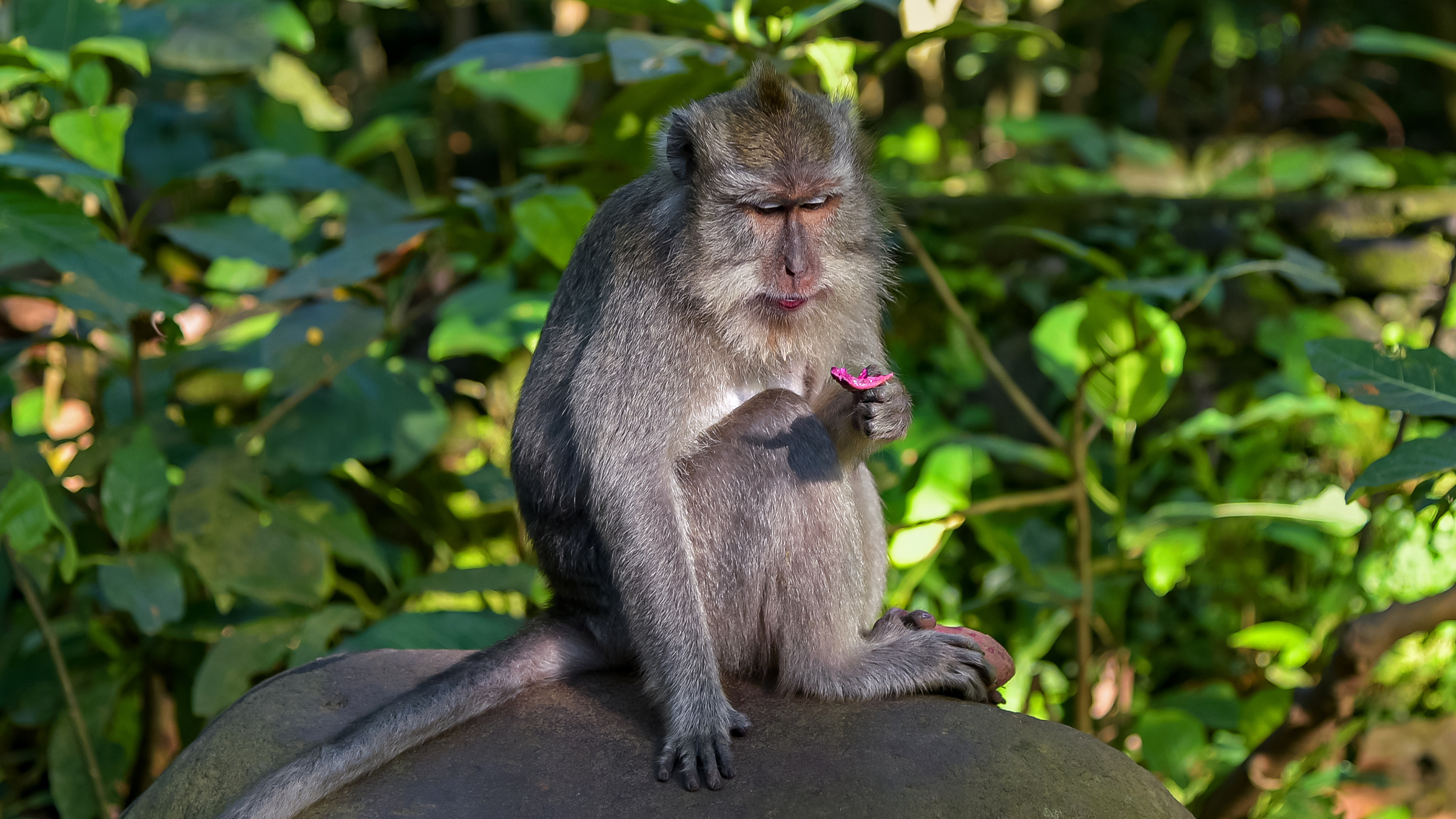 Sumatra’s young primate whisperer brings bullhorn to macaque conservation