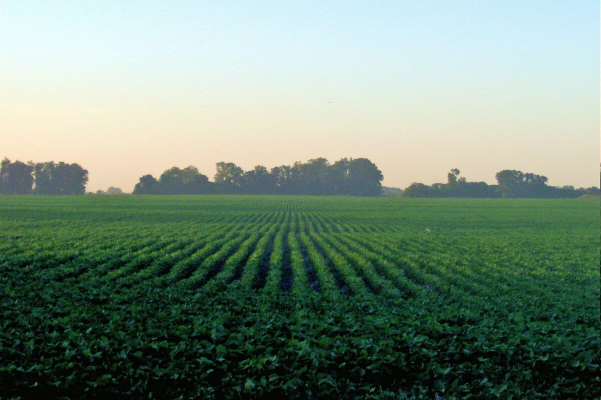Can the EU’s deforestation law save Argentina’s Gran Chaco from soy? - South Africa Today