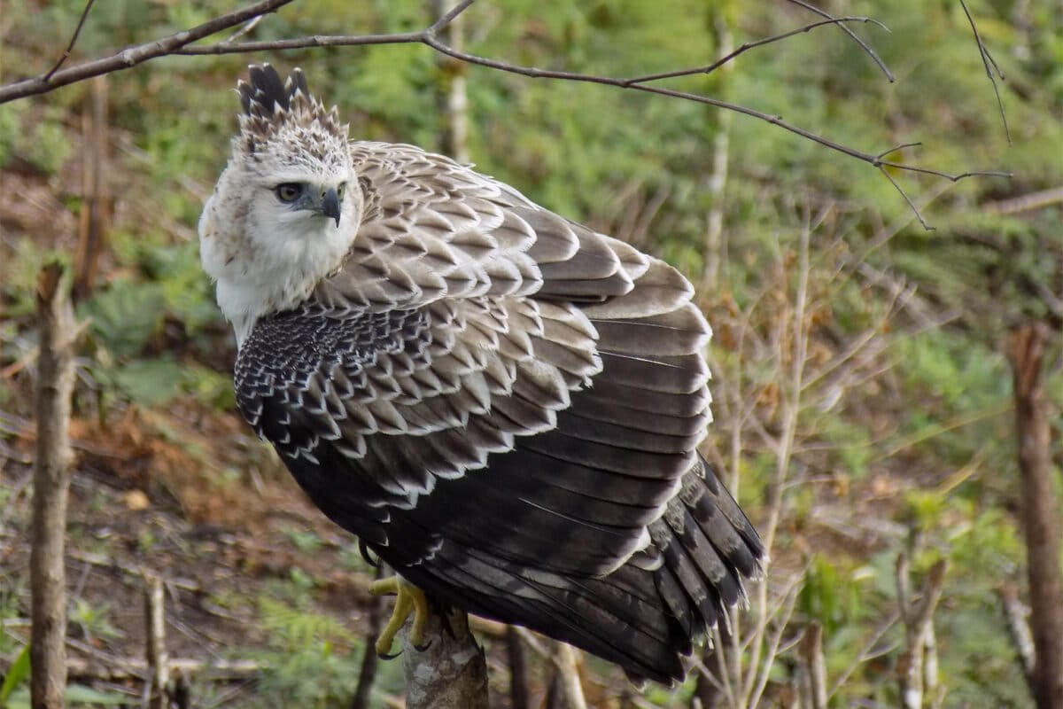 Learning to live with — and love — bears and eagles in Colombia’s cloud ...