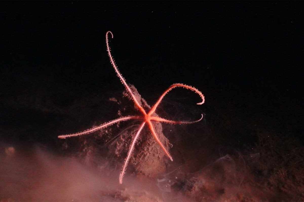 Europe’s top science panel supports call for moratorium on deep-sea mining