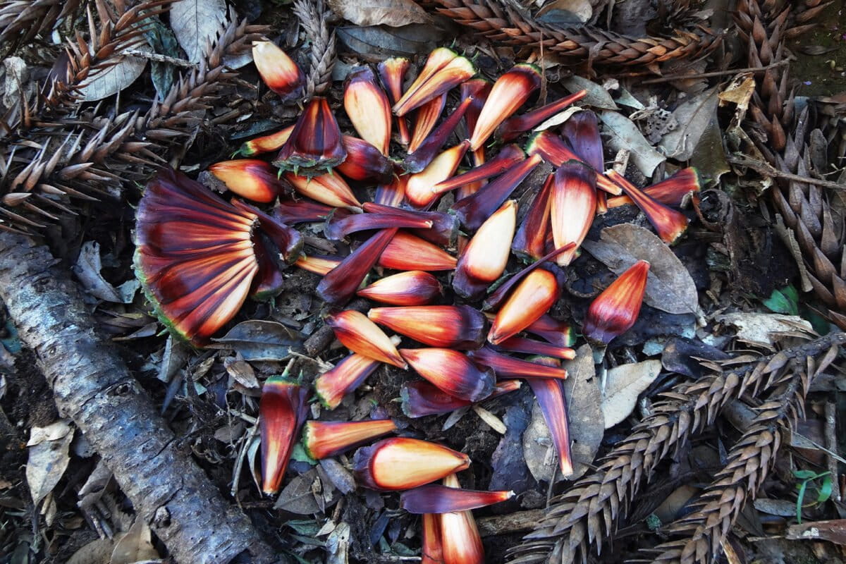 Wild pigs threaten biodiversity hotspots across South America, study shows