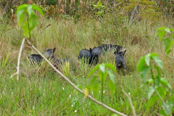 Wild pigs threaten biodiversity hotspots across South America, study shows